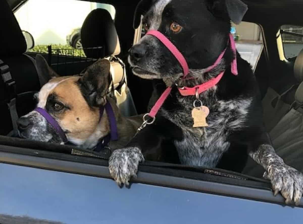Your Dog’s First Car Ride-- Make it Calm, Safe, and Fun!