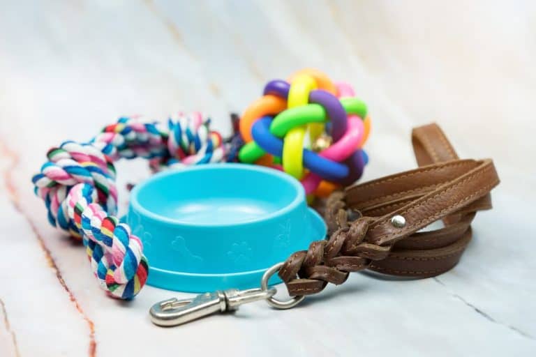 Basic Equipment You Will Need Before You Adopt a Dog