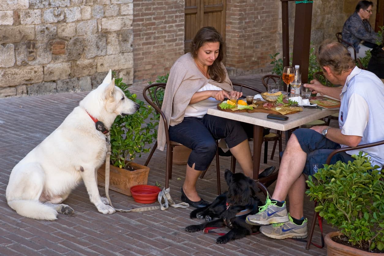 How to Enjoy Lunch with Your Pooch at Cafes that Allow Dogs