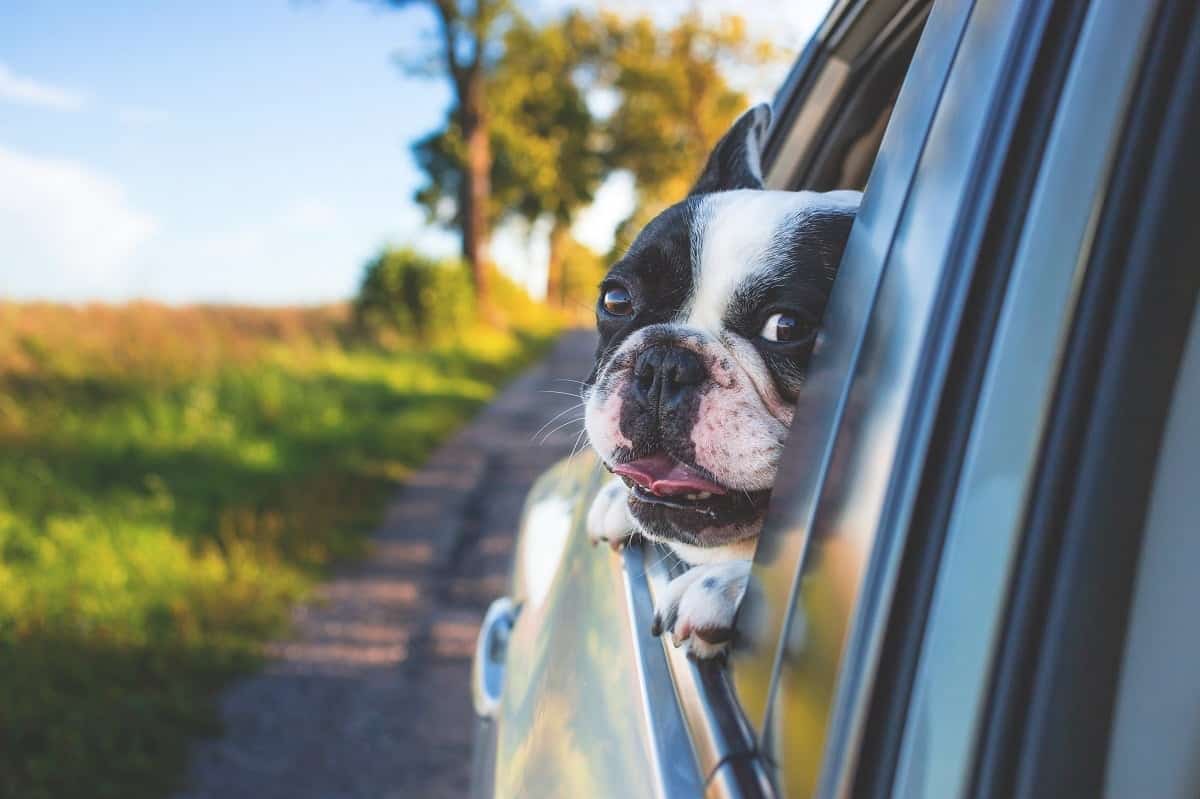 14 Fun Things to Do With Your Dog While Running Errands!