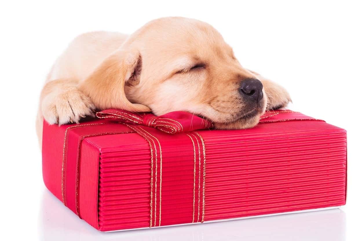 Do You Buy Luxury Gifts for Your Dogs? You are Not Alone!