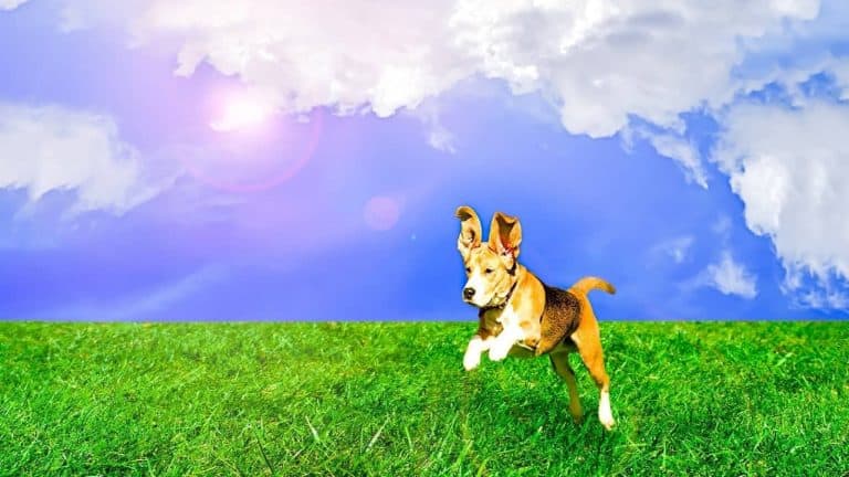 Do Dogs Go to Heaven? Exploring Spiritual Perspectives • dog owner ...