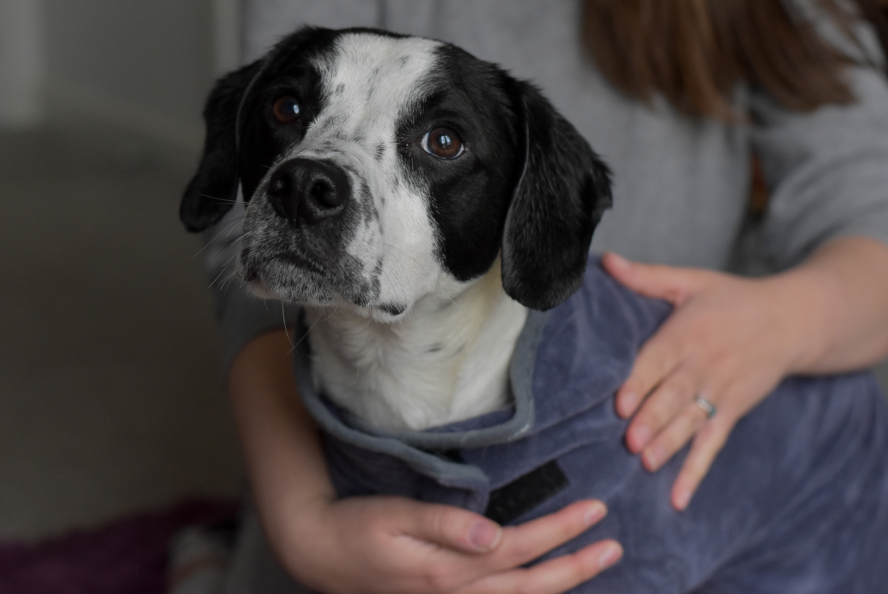 How to Foster a Rescue Dog -- 7 Tips for New Foster Parents