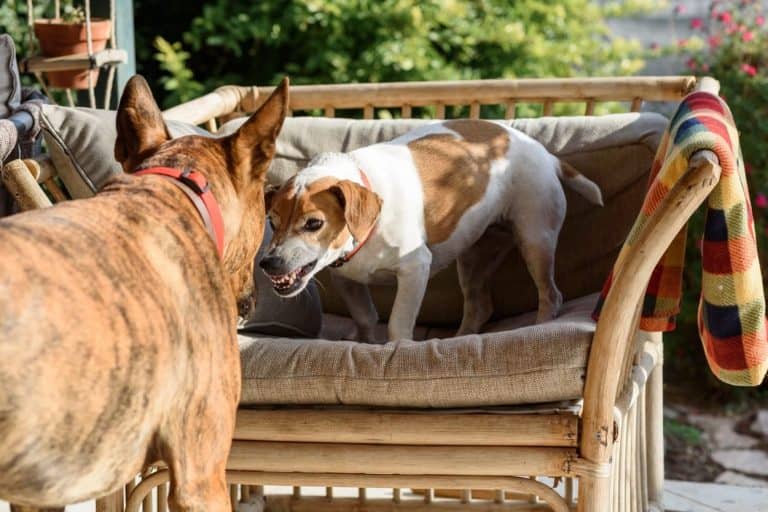 How Should I Handle My Rescue Dog's Antisocial Behavior?