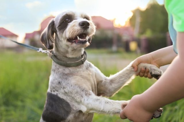 How to Foster a Rescue Dog -- 7 Tips for New Foster Parents