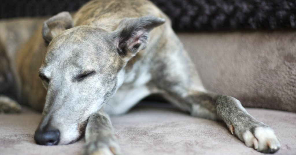 Will Greyhounds Go Extinct