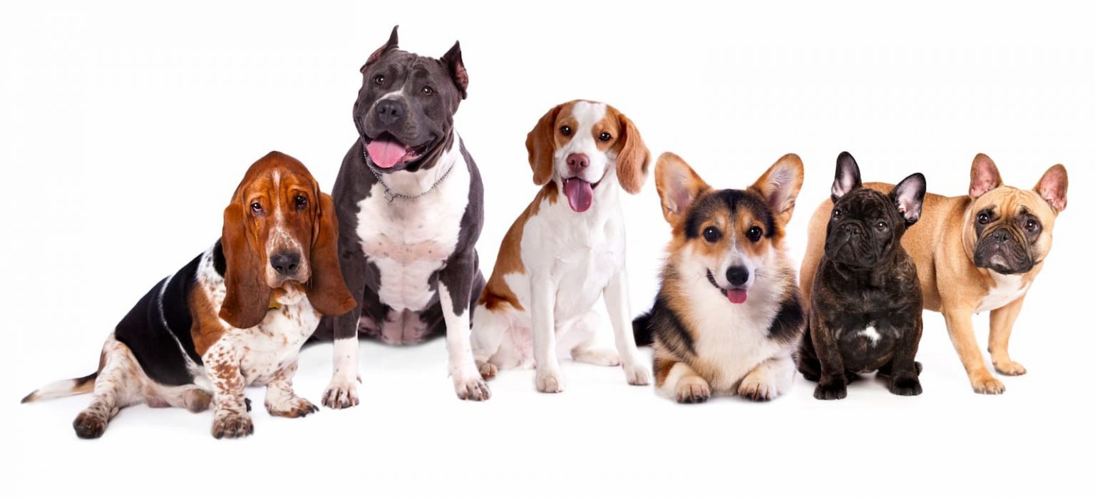 Adopt Don't Shop -- Where to Adopt Dogs Who Need a Home