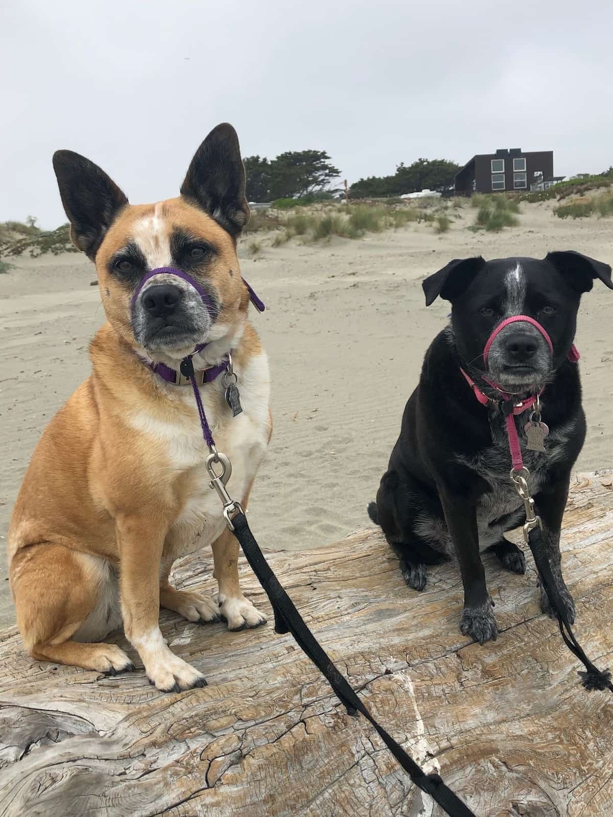 Do Mixed Breed Dogs Live Longer?