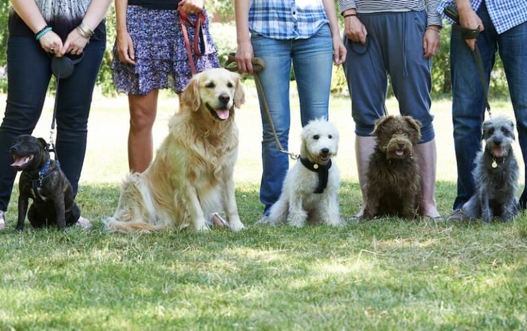 Understanding the 3-3-3 Rule to Help a Rescue Dog Adjust