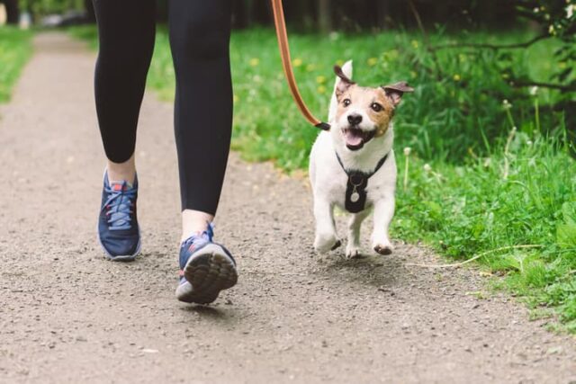 Why Are Dogs Faster than Humans?