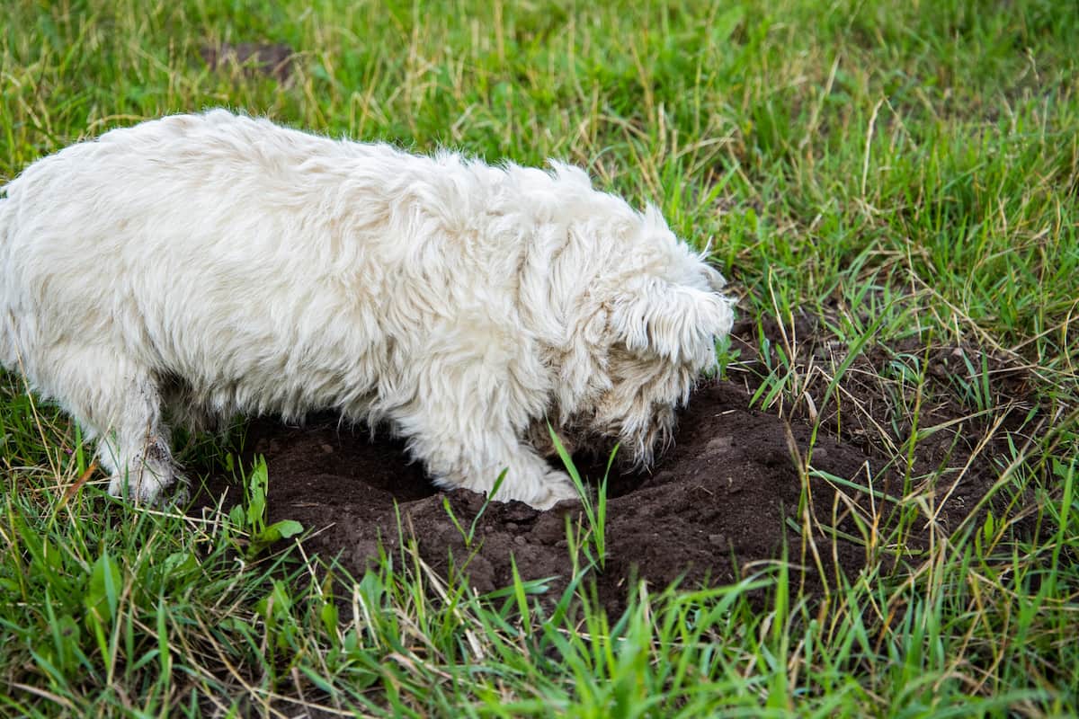 How to Stop a Dog from Digging—Good Versus Bad Remedies