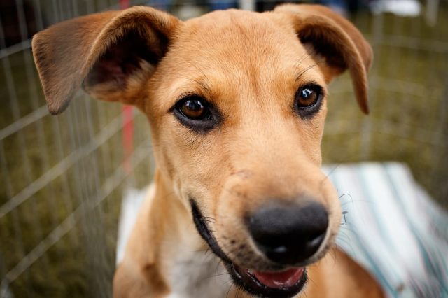 Why Adopt a Rescue Dog? Gain a Loyal Friend and Save a Life!