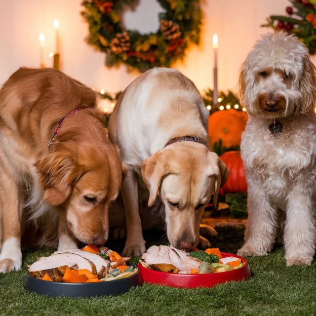 Fun, Safe, and Festive Holiday Food Your Pup Will Love!