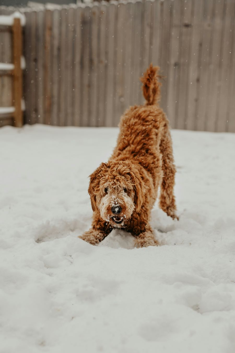 Best Winter Dog Breeds: Furry Friends for Chilly Adventures